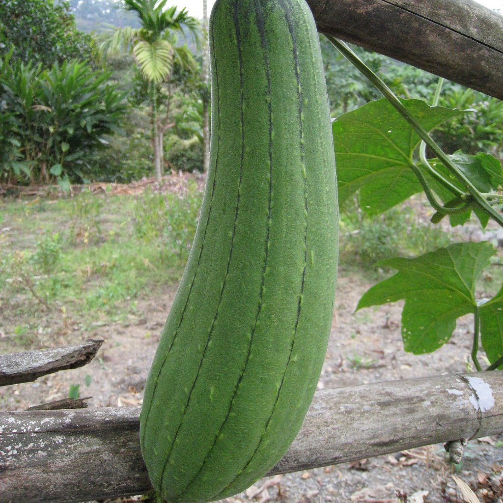 Gourd Seeds - Luffa | Sow True Seed