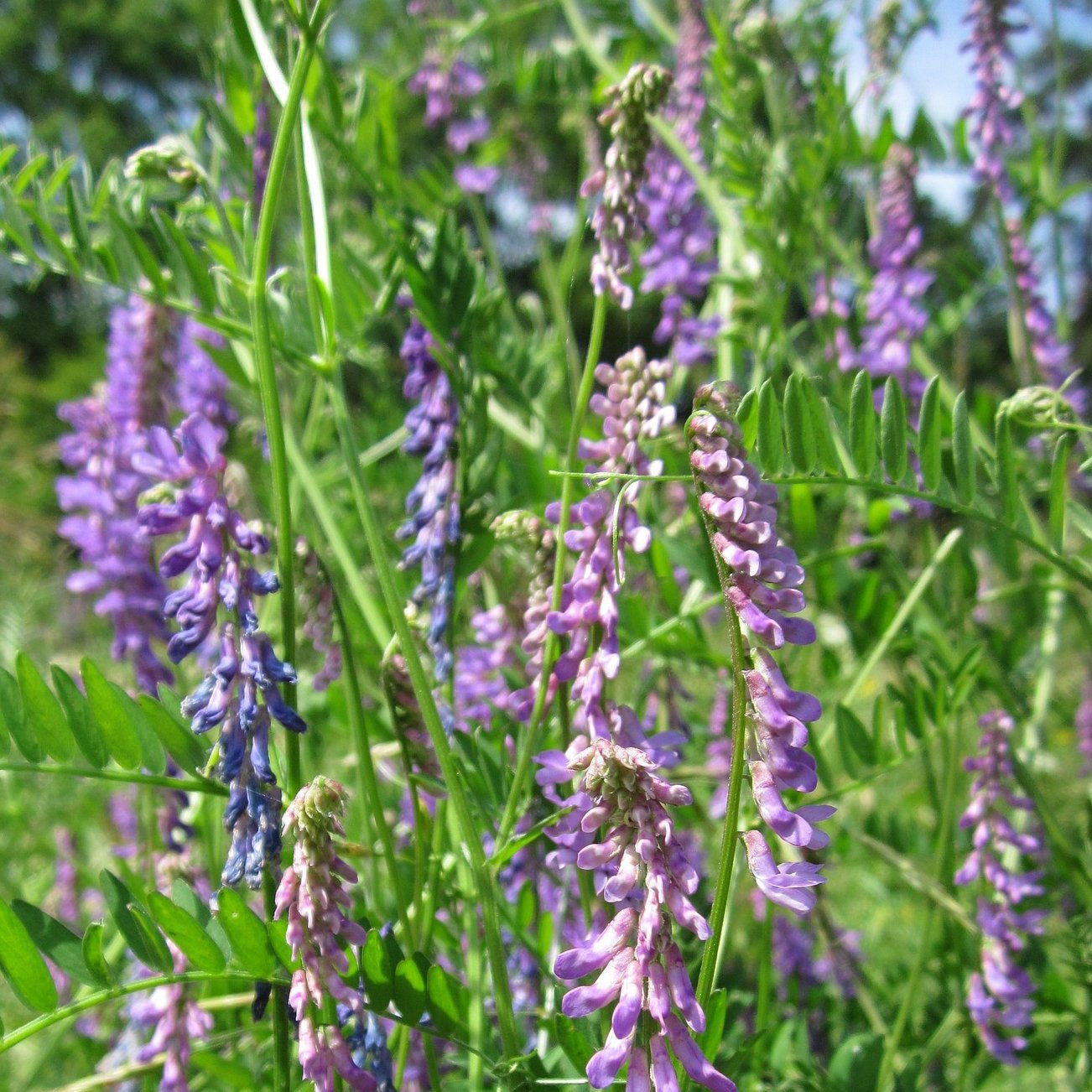 Cover Crop - Hairy Vetch | Sow True Seed