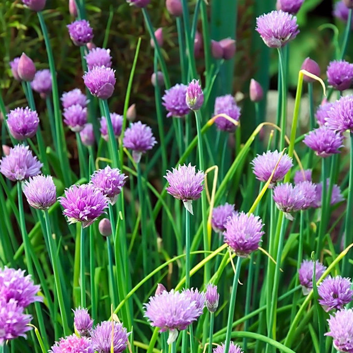 Herb Seeds – Sow True Seed