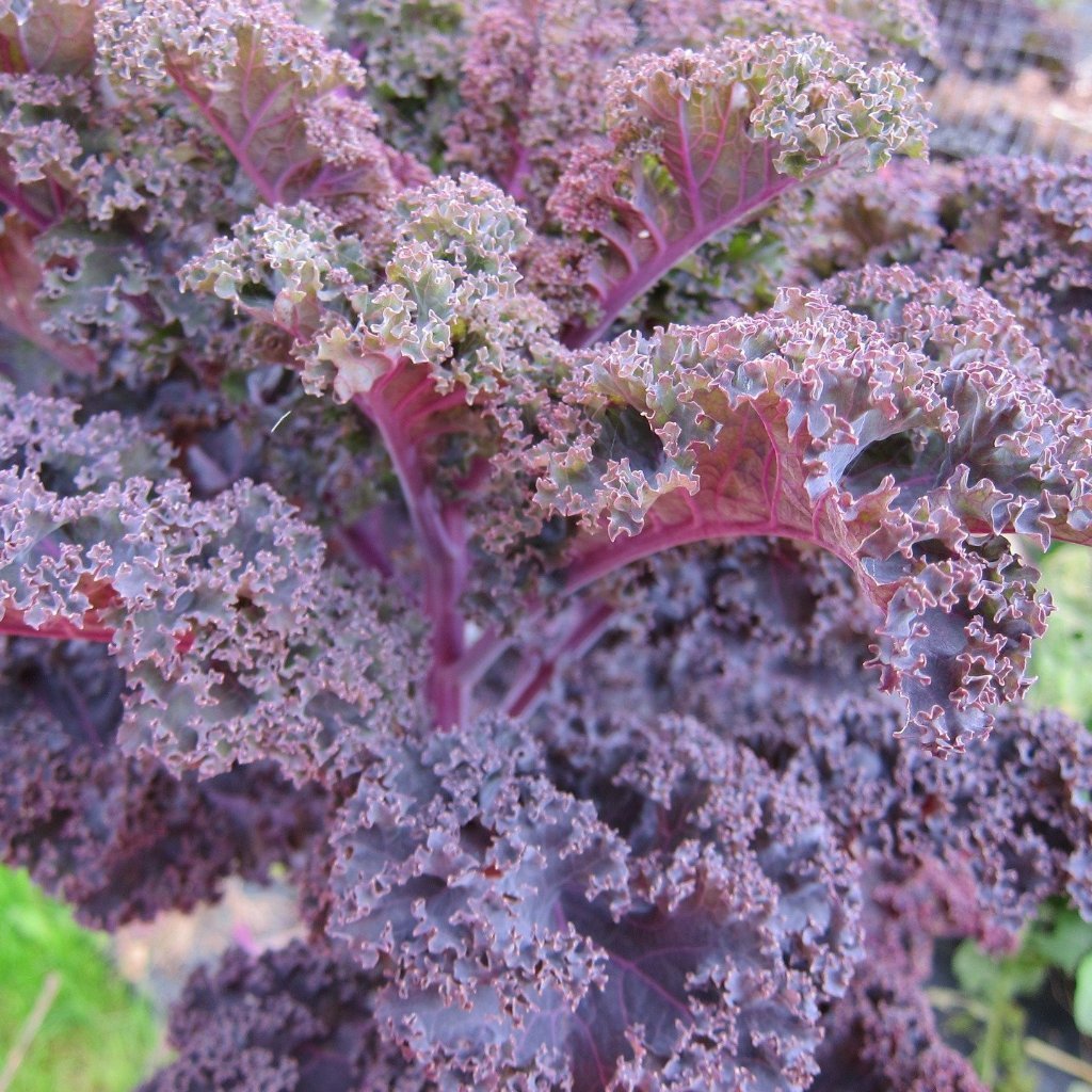 Kale Seeds - Scarlet | Sow True Seed