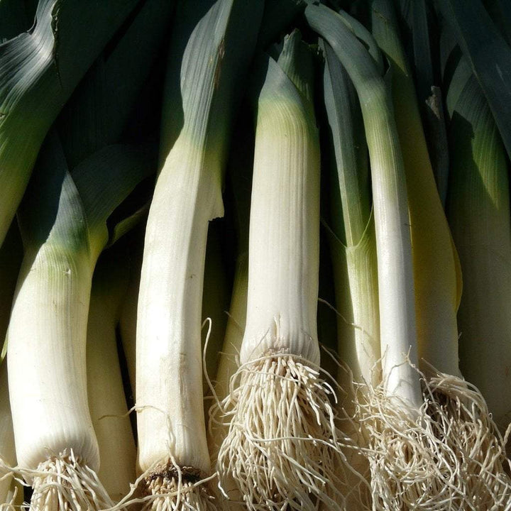 Giant Musselburg Leek Seeds | Sow True Seed | Open- Pollinated