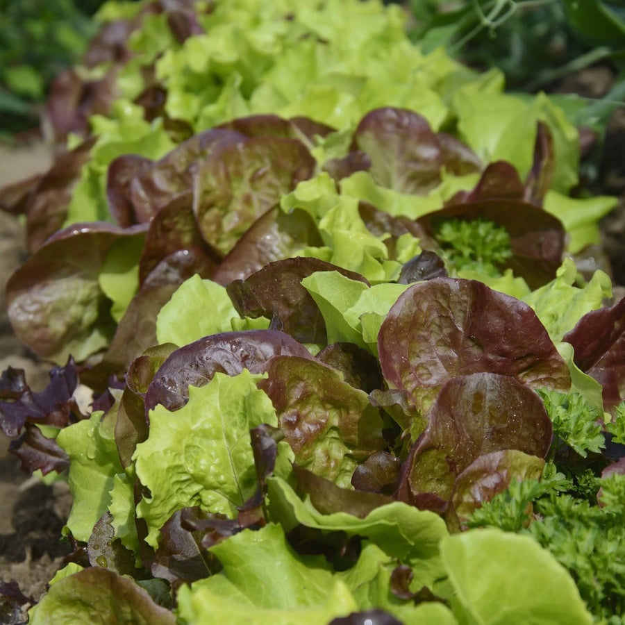 Lettuce Mix Lettuce seeds | Sow True Seed | Open Pollinated