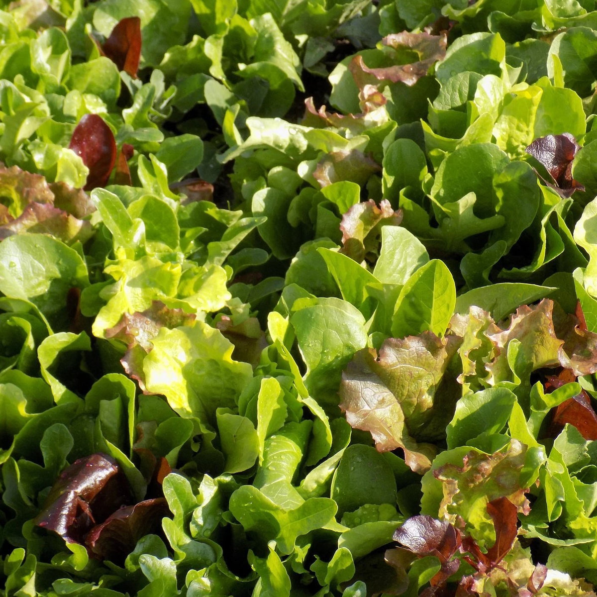Lettuce Seeds - Lettuce Mix, ORGANIC | Sow True Seed