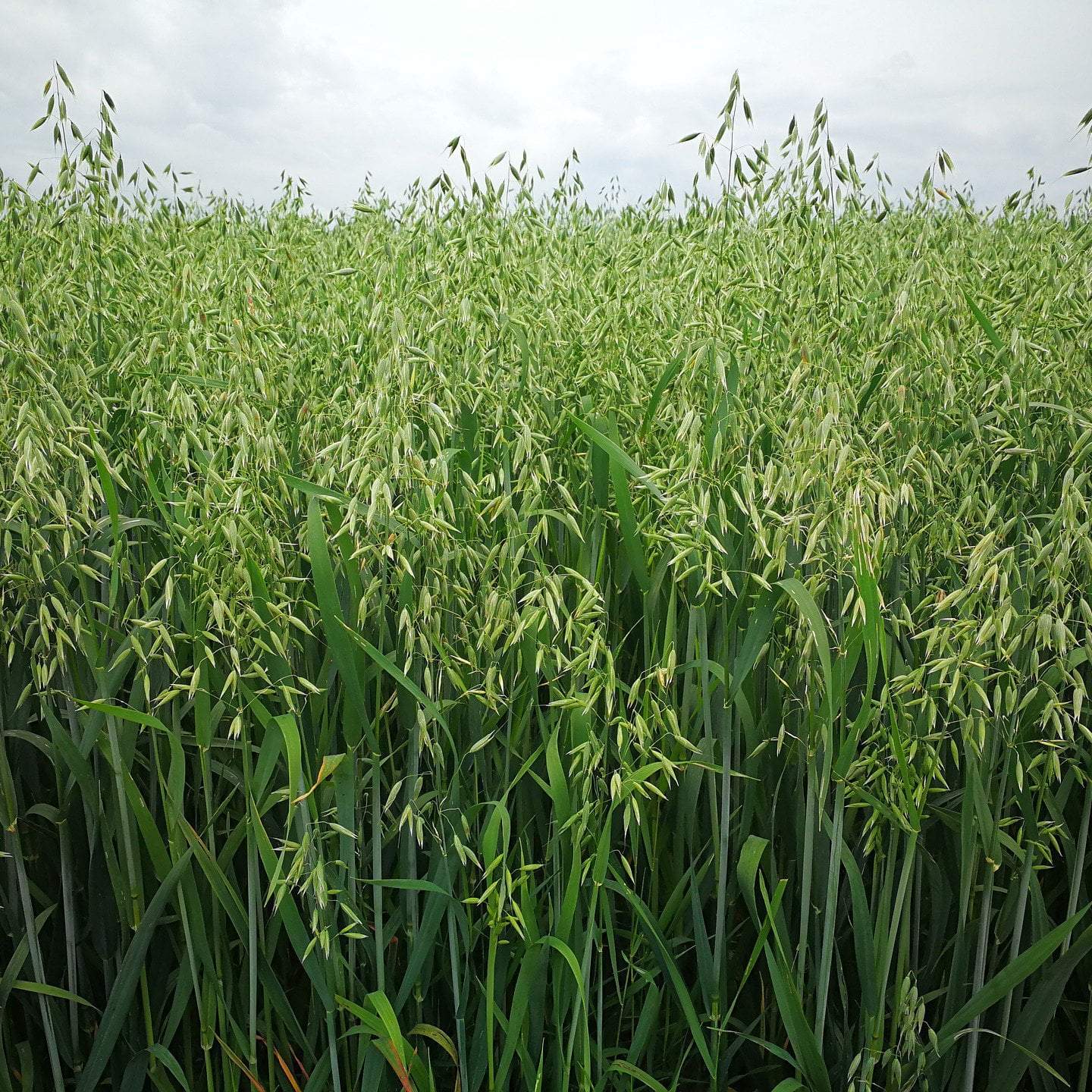 Cover Crop - Oats | Sow True Seed