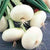 Red Wethersfield Onion Seeds | Sow True Seed | Open Pollinated