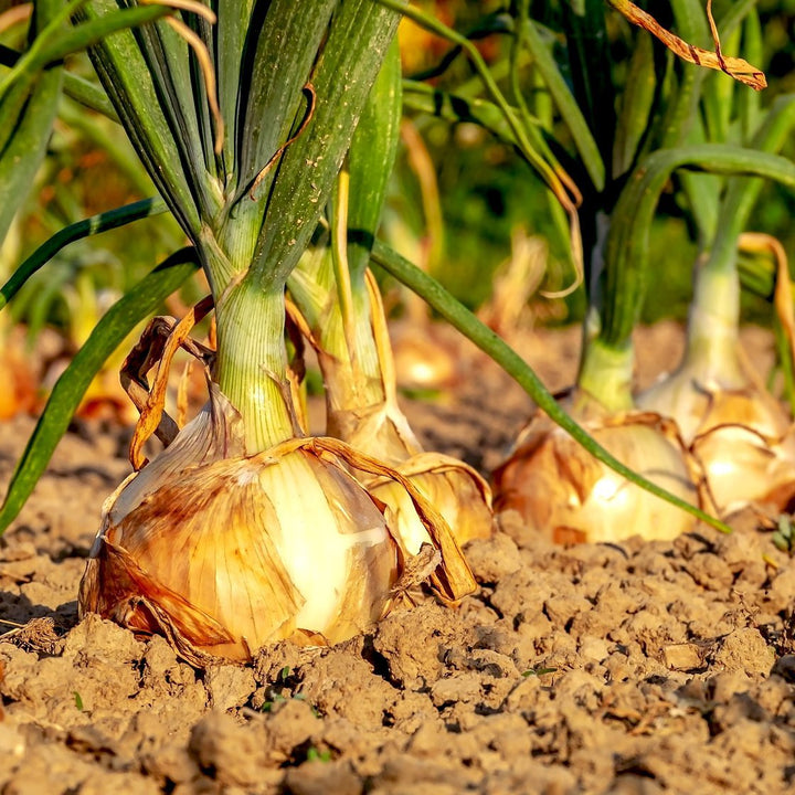 Texas Early Grano Onion Seeds | Sow True Seed | Open Pollinated