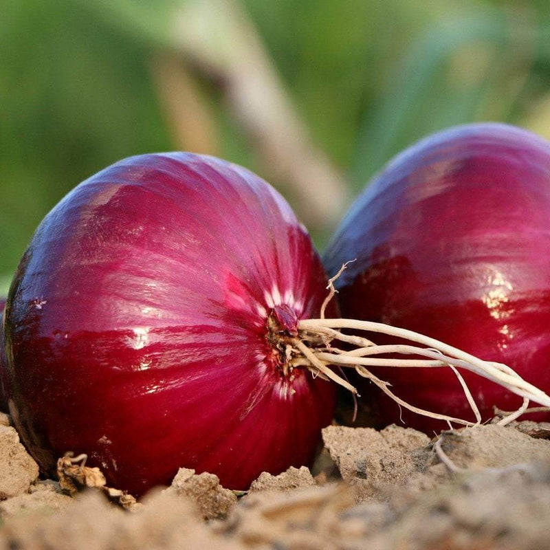 Onion Seeds - Red Creole | Sow True Seed