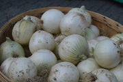 Red Wethersfield Onion Seeds | Sow True Seed | Open Pollinated