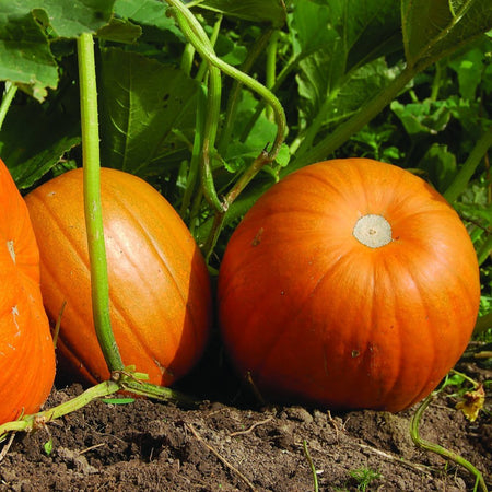How Pumpkin Pollination Works – Sow True Seed