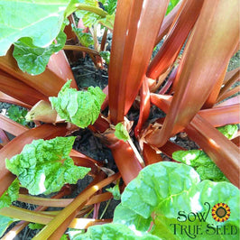 Rhubarb Crown, Crimson Red | Sow True Seed