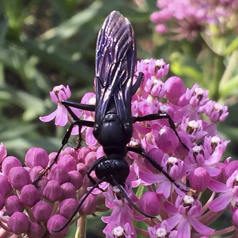 Milkweed Seeds - Swamp | Sow True Seed