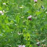 Cover Crop - Austrian Winter Pea | Sow True Seed