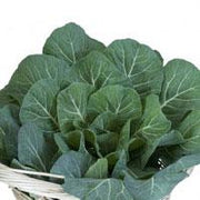 Collard Seeds | Sow True Seed