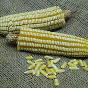 Dent Corn Seeds - Jimmy Red | Sow True Seed