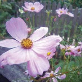 Bee Feed Flower Mix | Sow True Seed | Open Pollinated