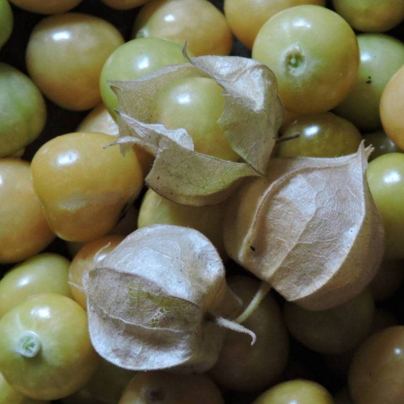 Ground Cherry Seeds - Drott's Yellow, ORGANIC | Sow True Seed