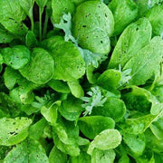 Grow Inside! | Sow True Seed