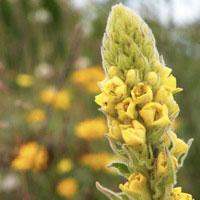 Mullein Seeds | Sow True Seed