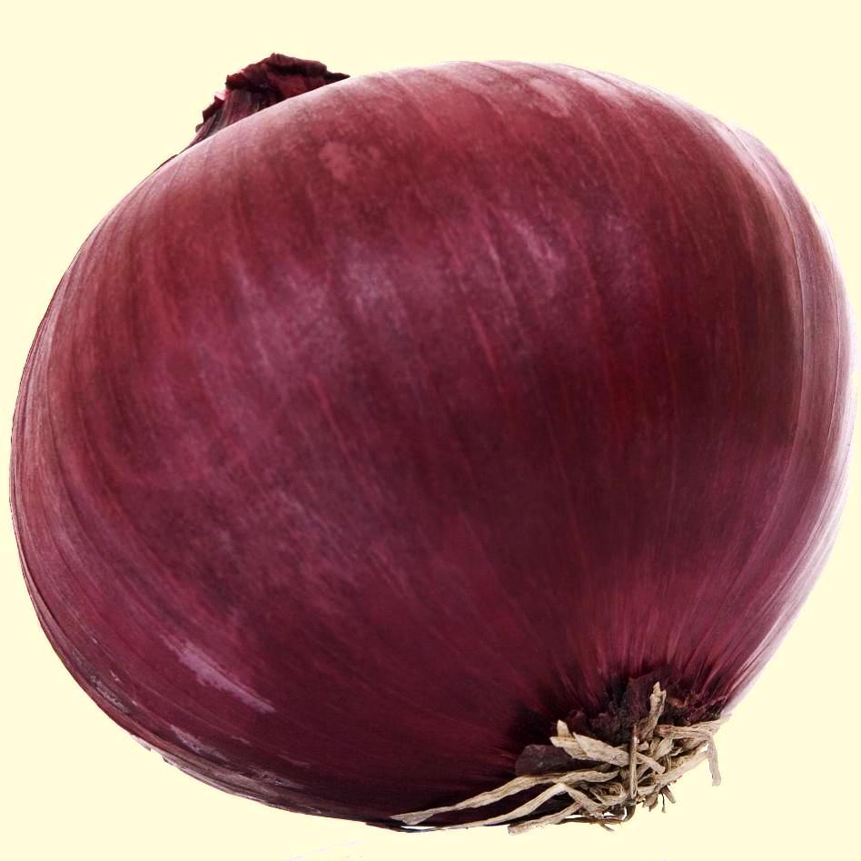 Onion Seeds - Red Creole | Sow True Seed