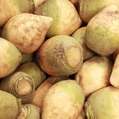 Rutabaga Seeds - American Purple Top | Sow True Seed