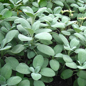 Sage Broad Leaf Culinary Herb Seeds | Sow True Seed | Open Pollinated