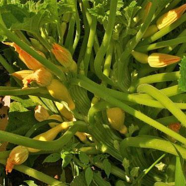 Summer Squash Seeds - Early Prolific Straight Neck | Sow True Seed