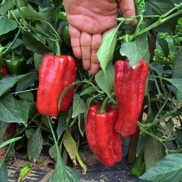 Sweet Pepper Seeds - Marconi Red | Sow True Seed
