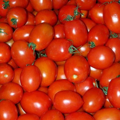 Paste Tomato Seeds - Amish Paste, ORGANIC | Sow True Seed