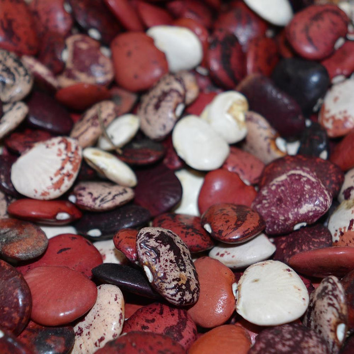 Lima Bean seeds - Colored Willowleaf Butterbean | Heirloom | Sow True ...