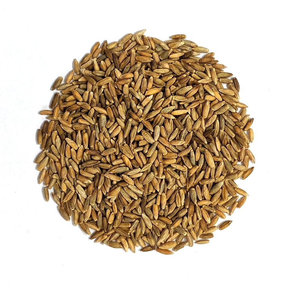 Cover Crop - Winter Rye | Sow True Seed